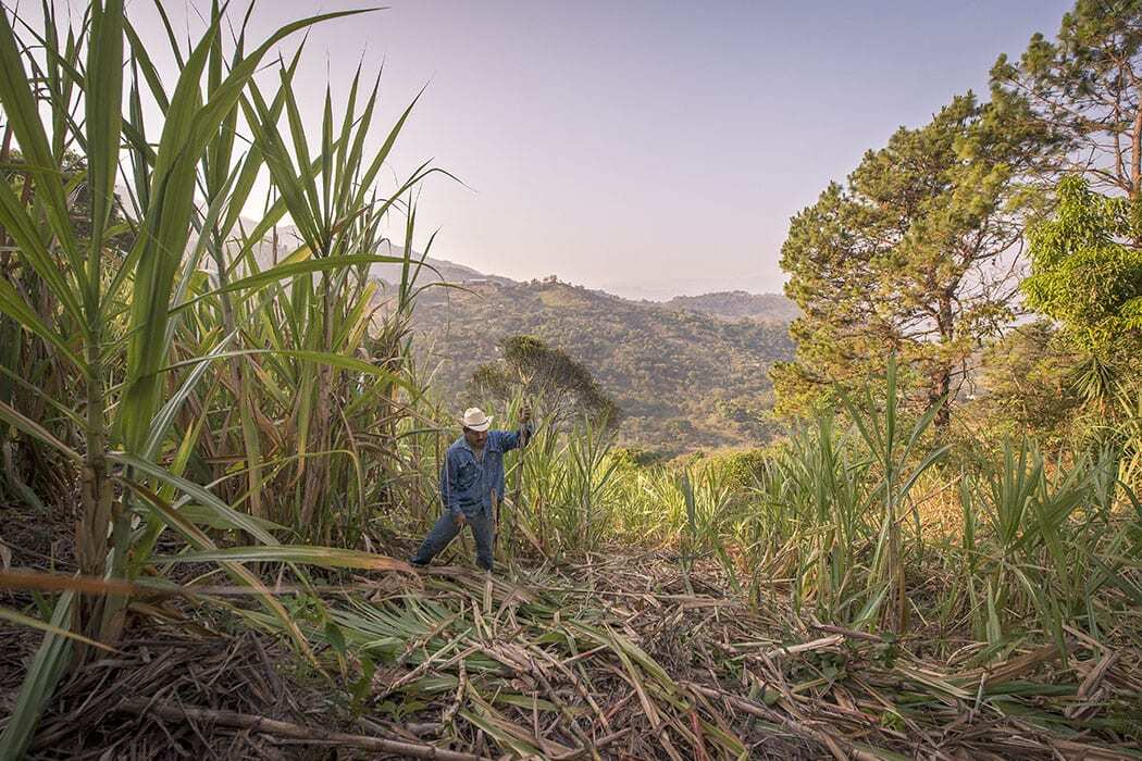 Paranubes Caña Morada - White rum | Bondston